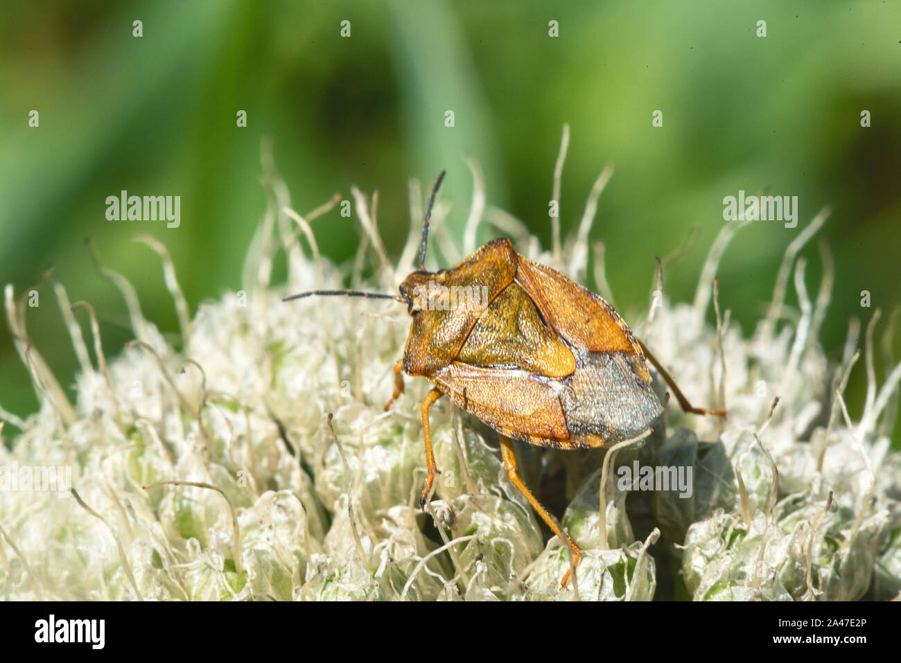 Bug on an onion head plant macro background Stock Photo - Alamy