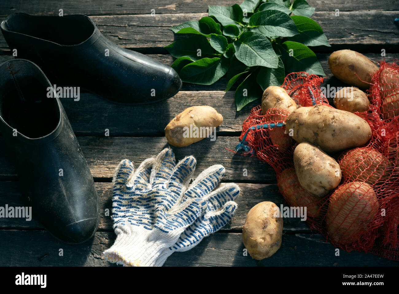 Potatoes crop in a bag and a garden shoes on a wooden garden table ...
