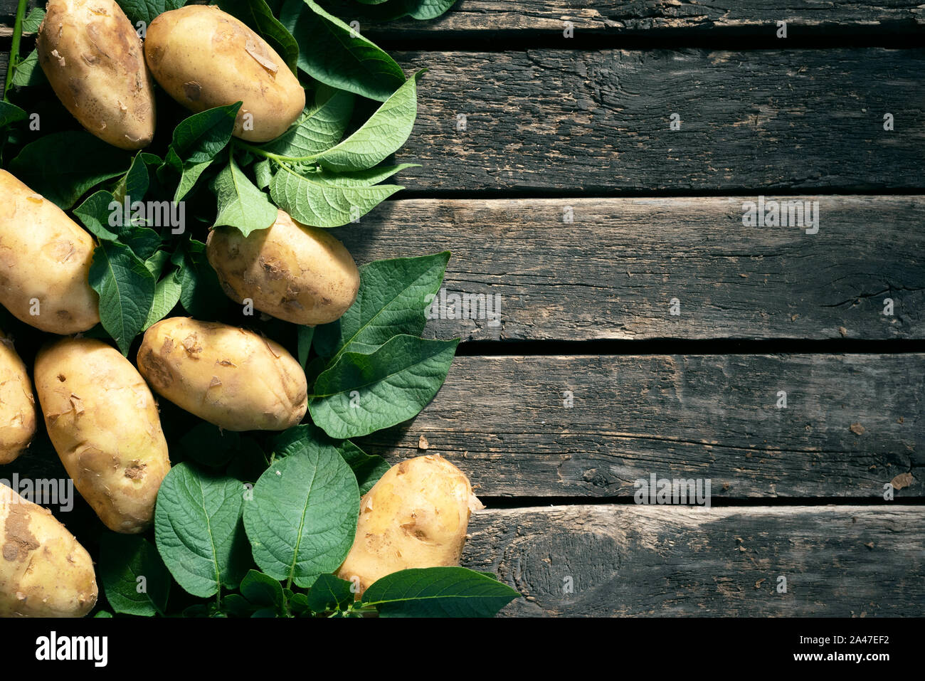 Potatoes crop in a bag on a wooden garden table background with copy ...