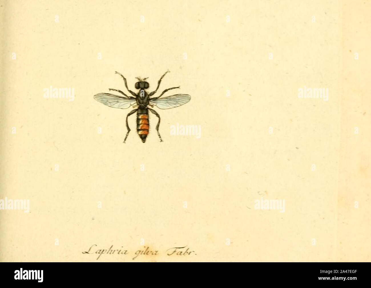 Fauna Germanica, Diptera Stock Photo - Alamy