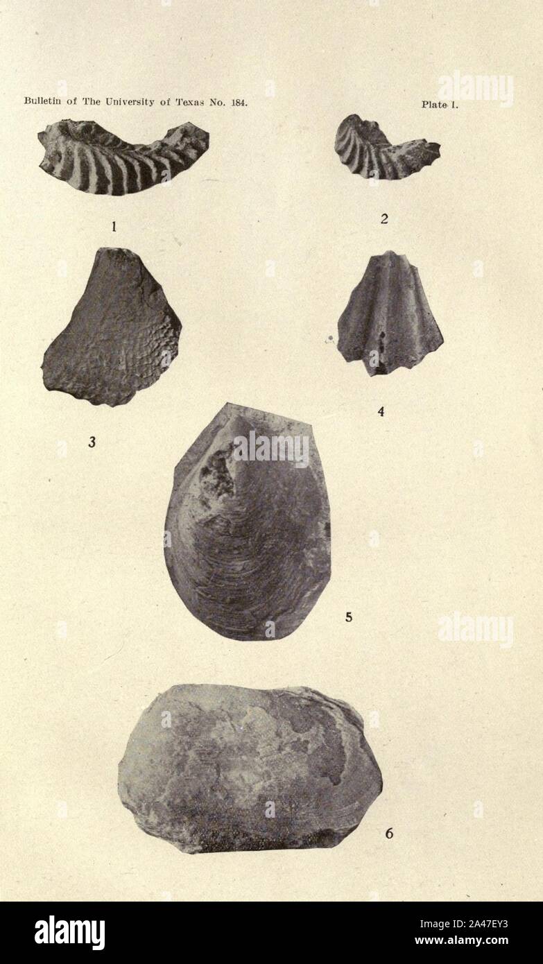 Fauna of the Buda limestone Stock Photo - Alamy