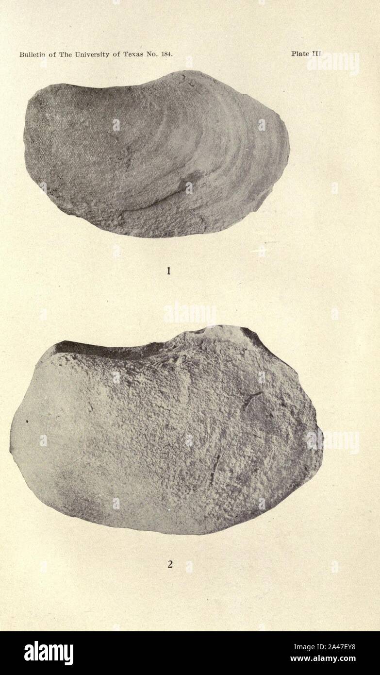 Fauna of the Buda limestone Stock Photo - Alamy