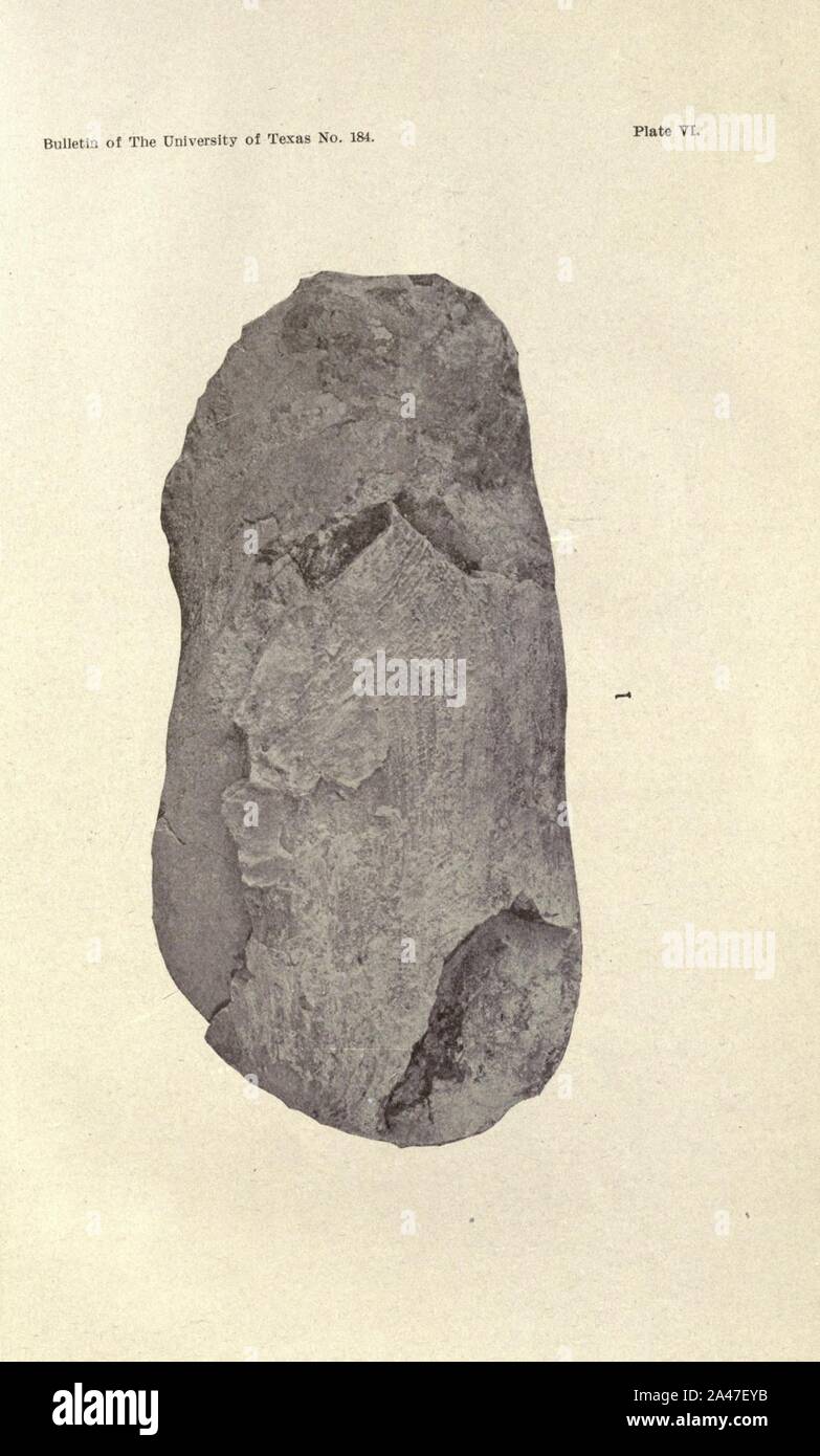 Fauna of the Buda limestone Stock Photo - Alamy