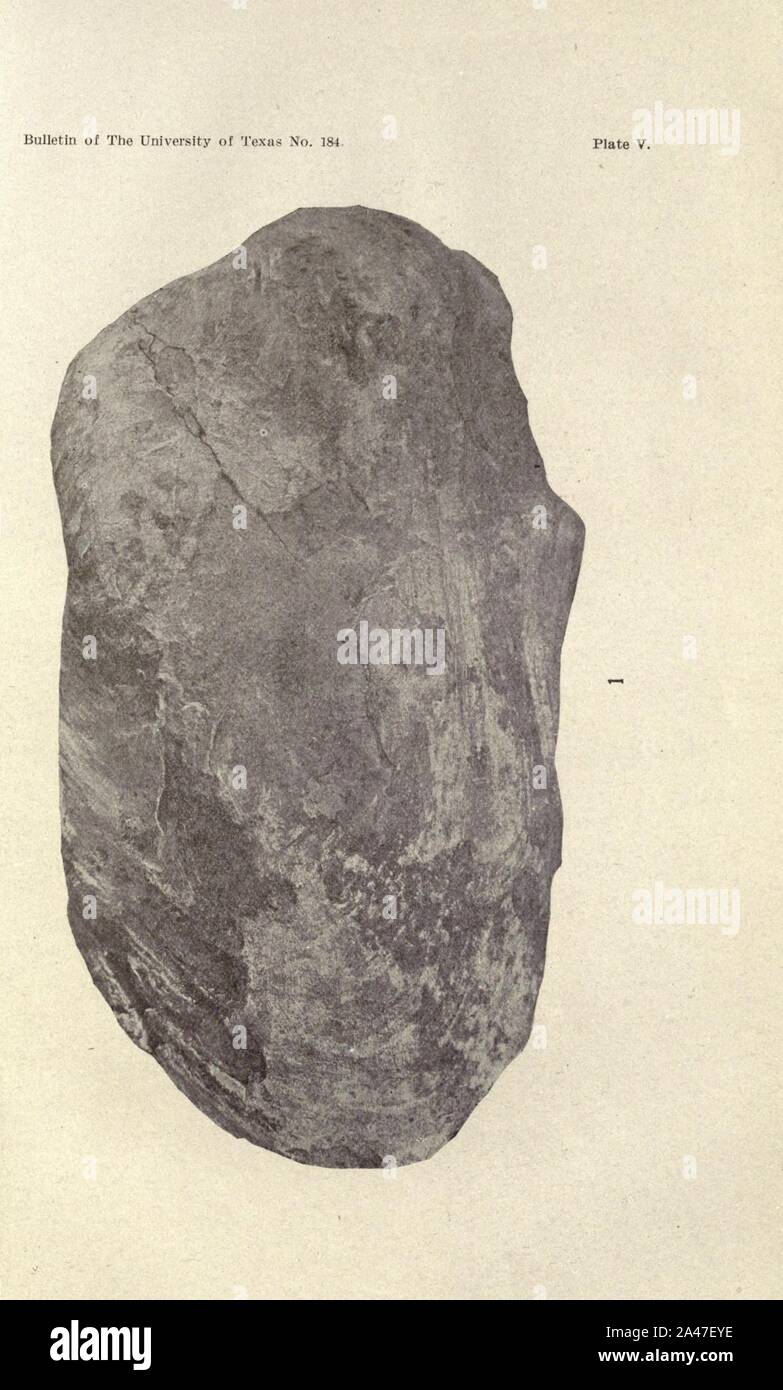 Fauna of the Buda limestone Stock Photo - Alamy