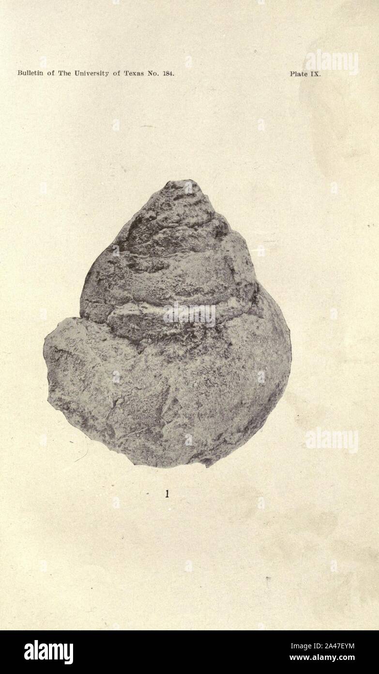 Fauna of the Buda limestone Stock Photo - Alamy