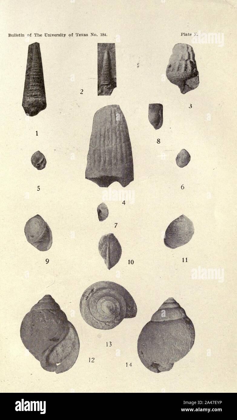 Fauna of the Buda limestone Stock Photo - Alamy