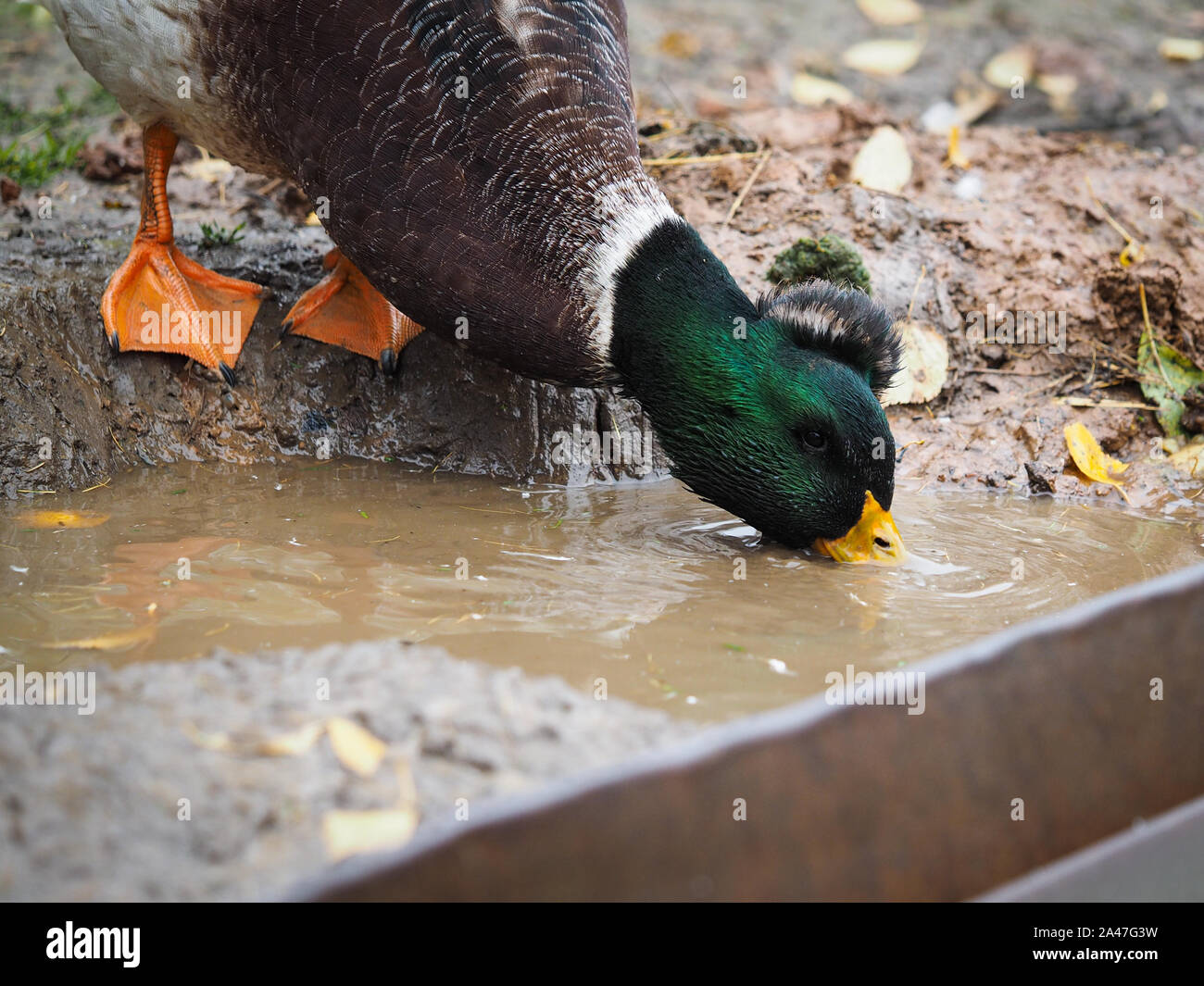 Duck Drake drinking water from a puddle Stock Photo - Alamy