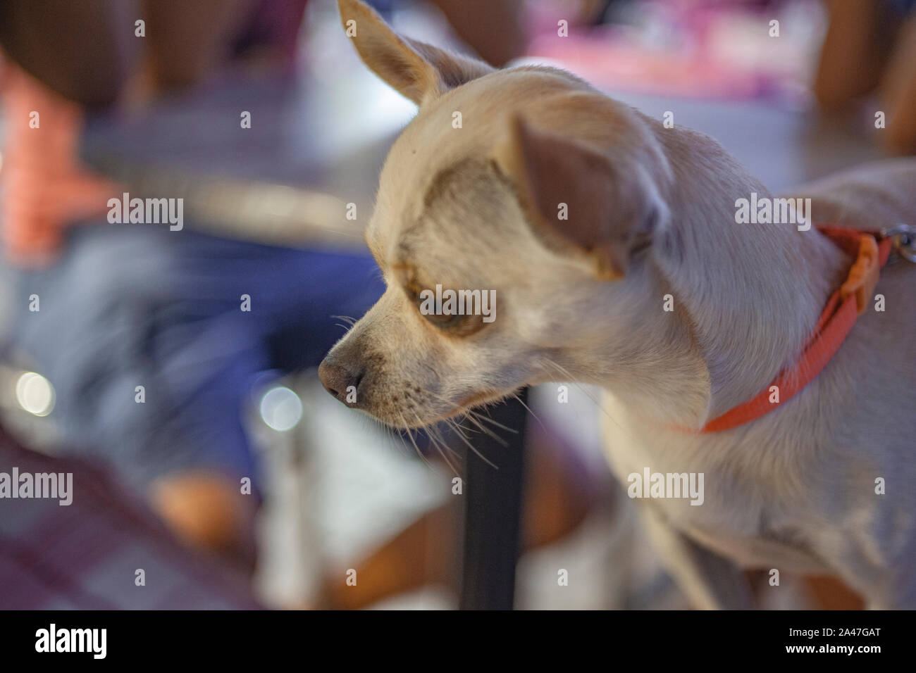 Chiuaua looks ahead 19 Stock Photo - Alamy