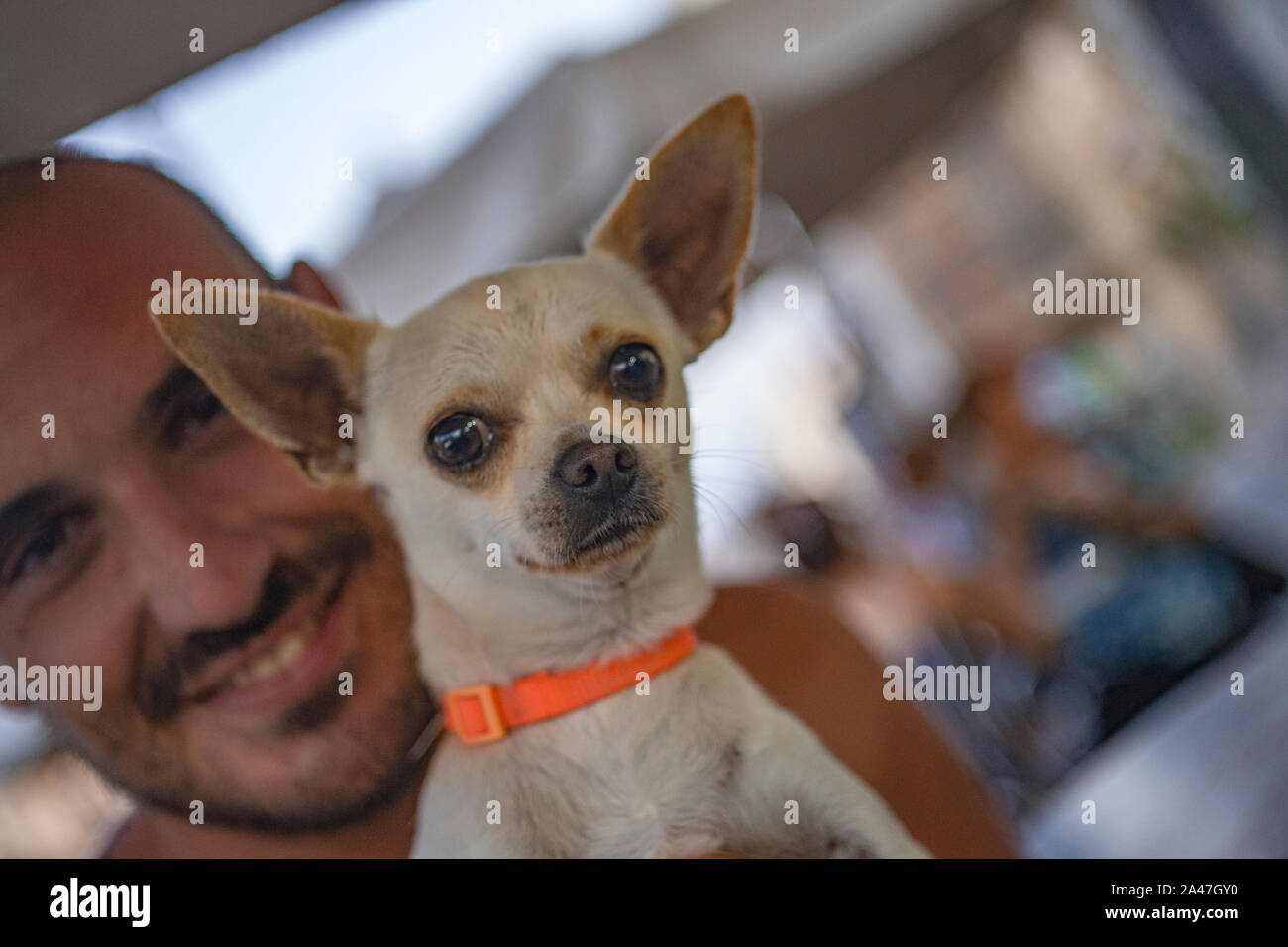 Chiuaua hi-res stock photography and images - Alamy