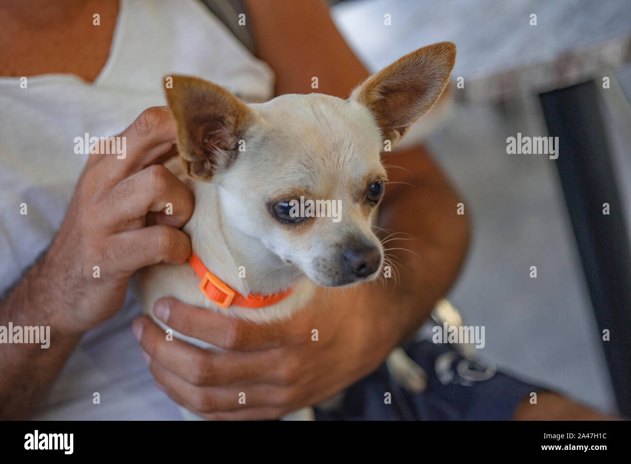 Chiuaua hi-res stock photography and images - Alamy