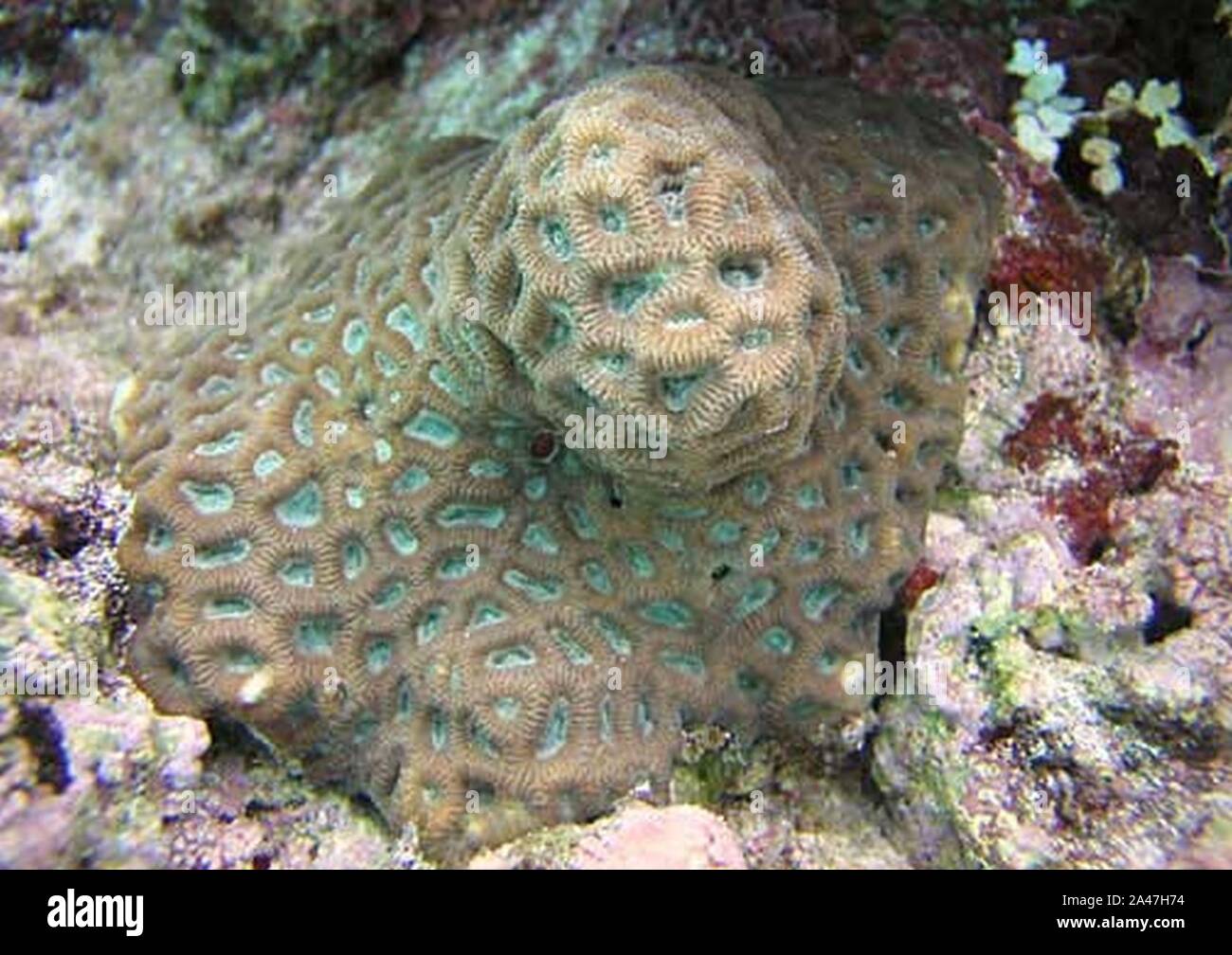 Abdita hi-res stock photography and images - Alamy