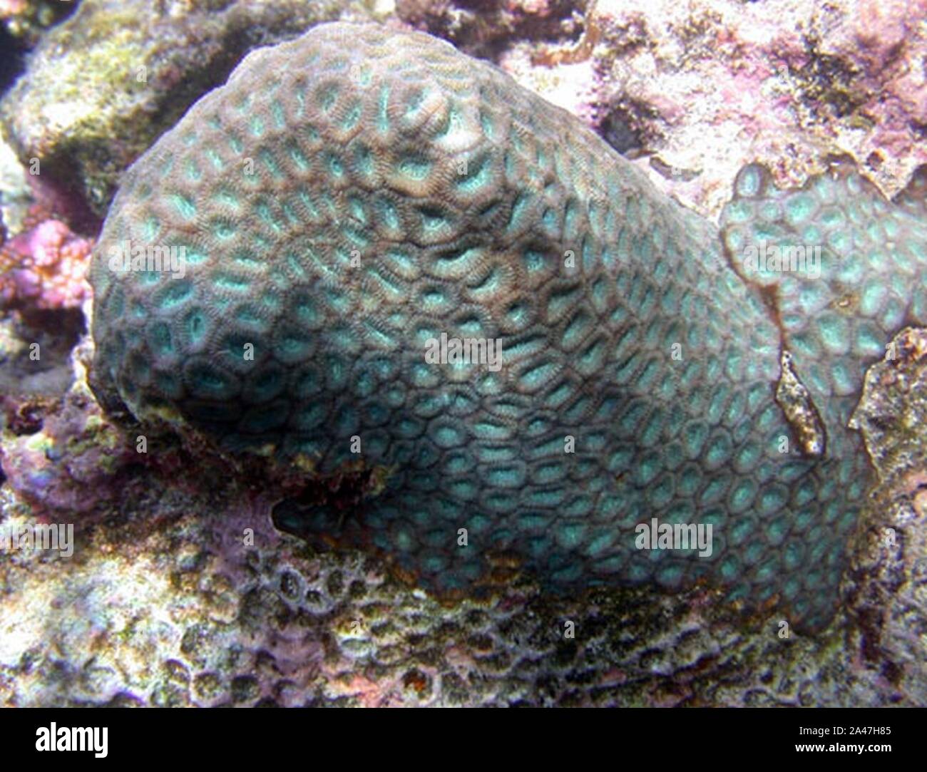 Favites rotundata hi-res stock photography and images - Alamy