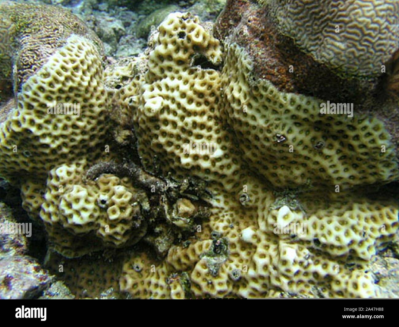 Favites halicora Samoa Americana Stock Photo - Alamy