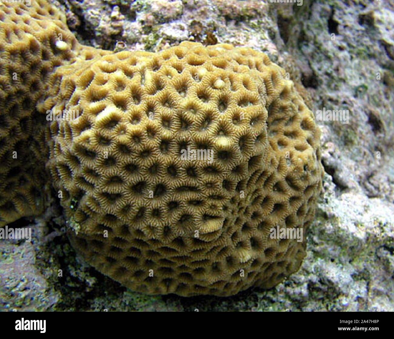 Favites abdita hi-res stock photography and images - Alamy