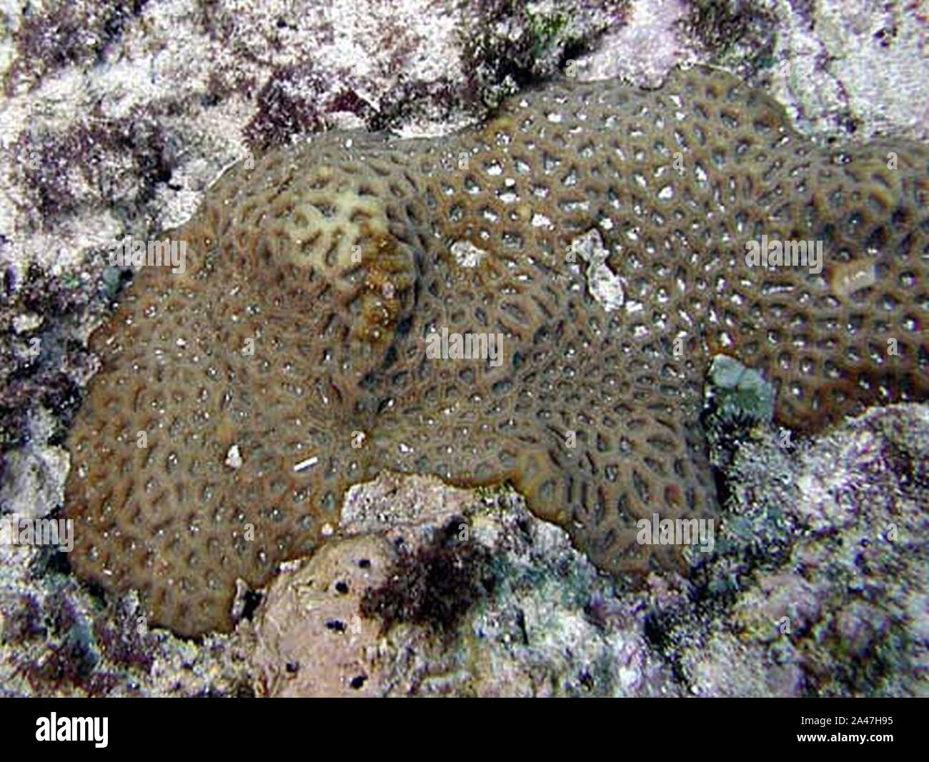 Favites halicora Samoa Americana 2 Stock Photo - Alamy