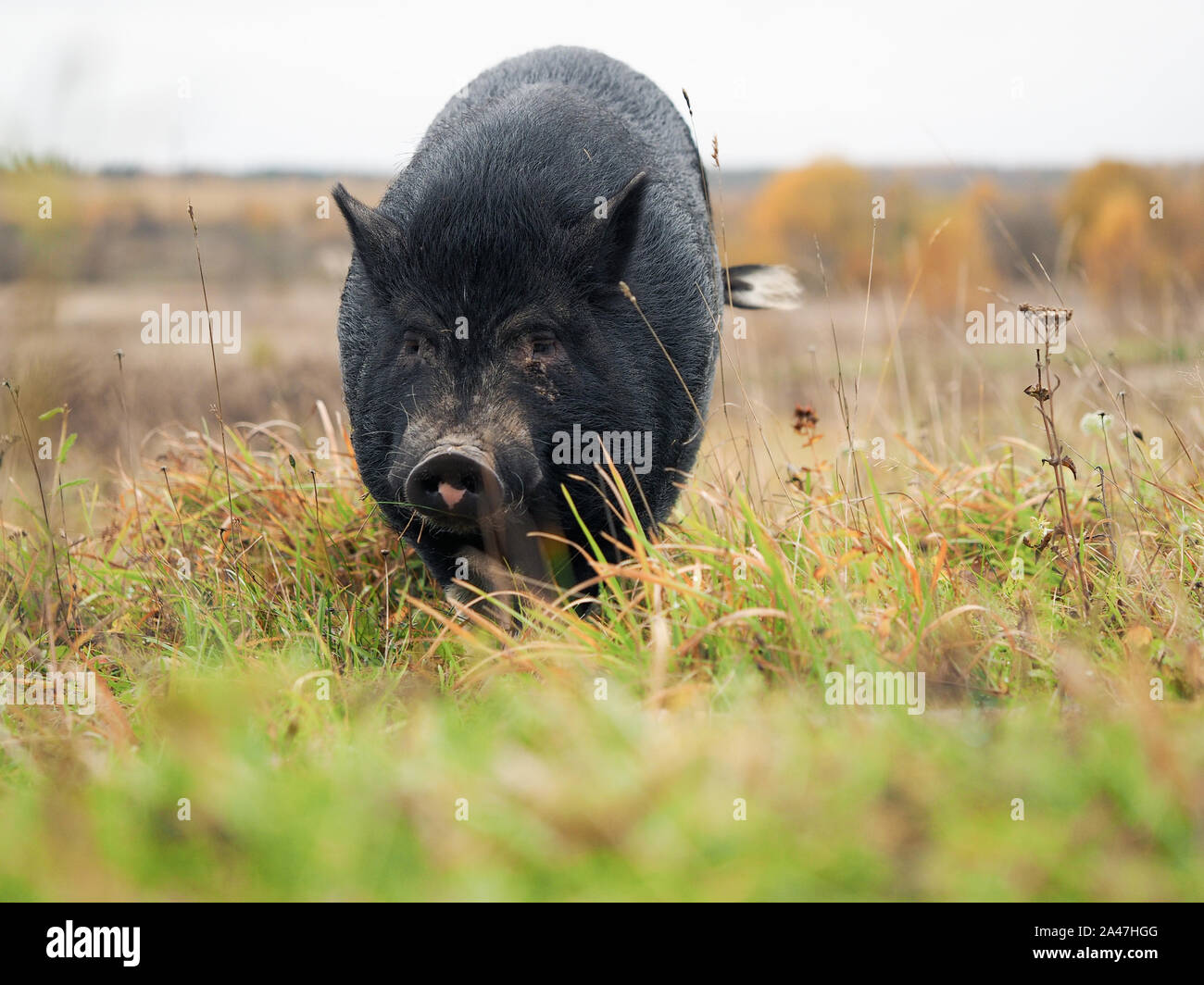 Pigs attack hi-res stock photography and images - Alamy