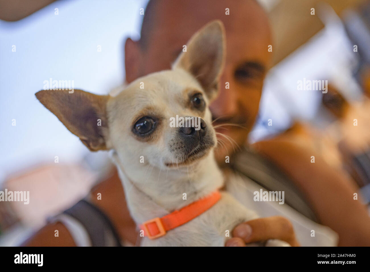 Chiuaua hi-res stock photography and images - Alamy