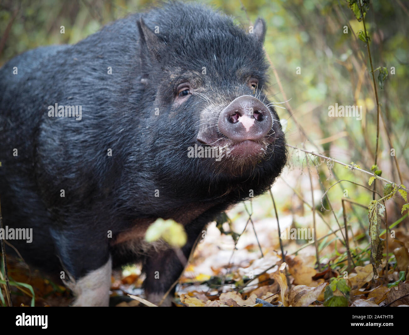 Wild boar or black big pig in the forest Stock Photo - Alamy