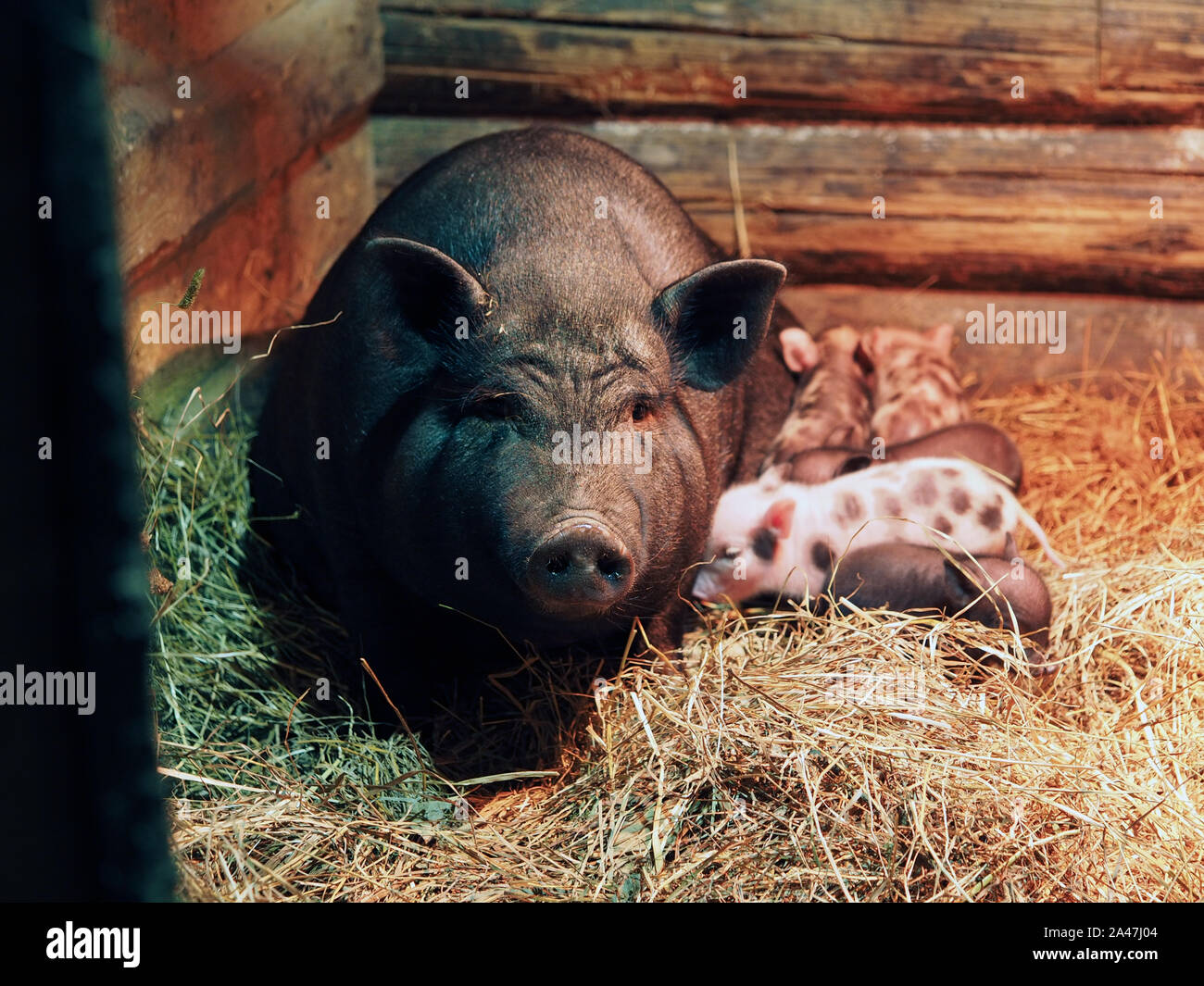 A large pig sow with small newborn piglets in a pigsty Stock Photo - Alamy