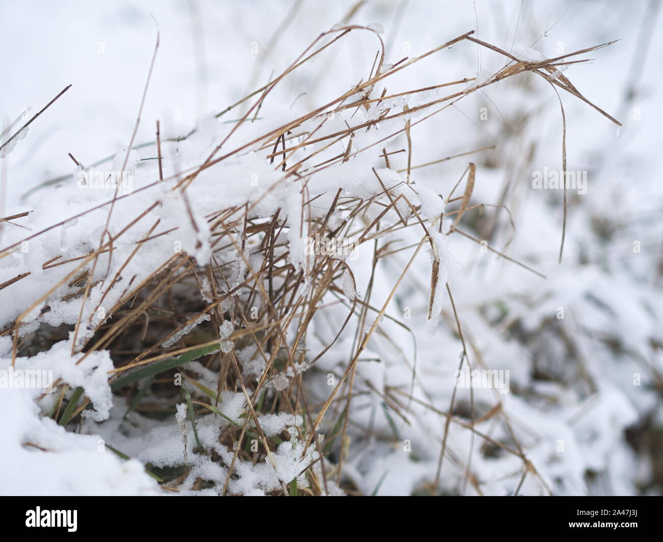 White covered grass hi-res stock photography and images - Alamy