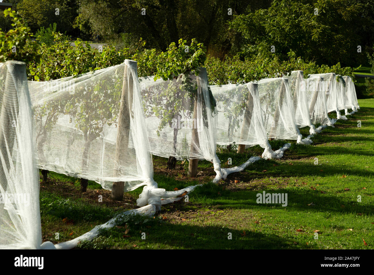 Niagara peninsula vineyards hi-res stock photography and images - Alamy
