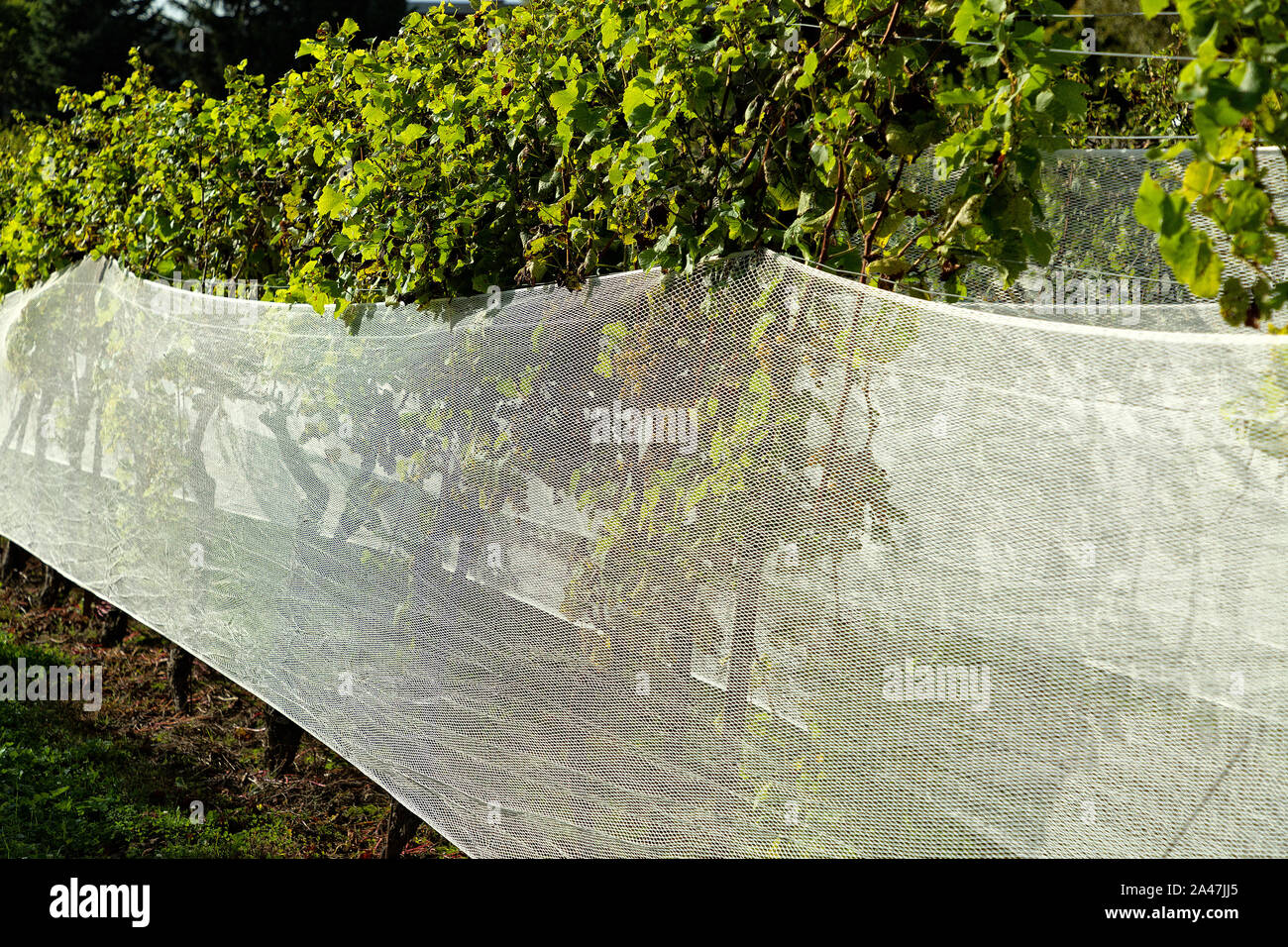 Grape vines are hung with netting in late summer to protect the grapes ...