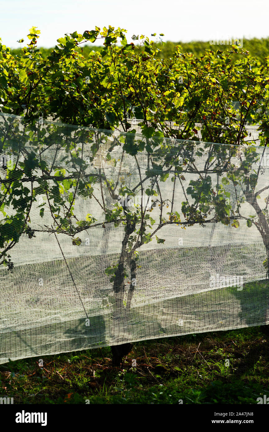 Grape vines are hung with netting in late summer to protect the grapes ...
