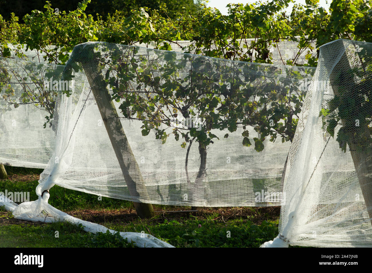 Niagara peninsula vineyards hi-res stock photography and images - Alamy