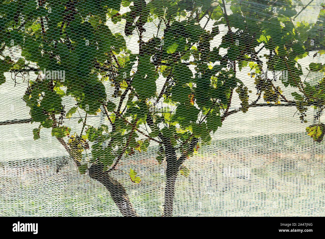 Vine netting hi-res stock photography and images - Alamy