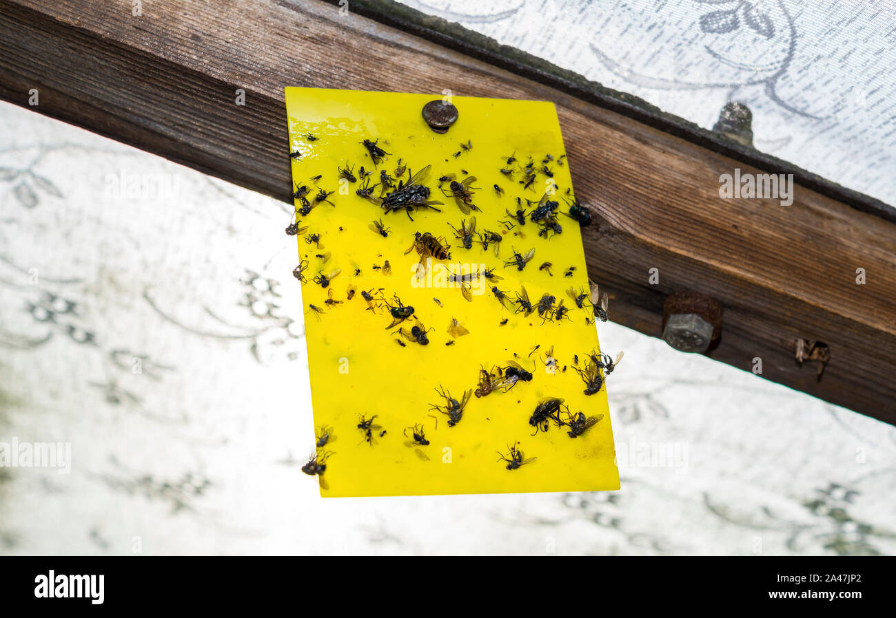 insect trap in greenhouse Stock Photo - Alamy
