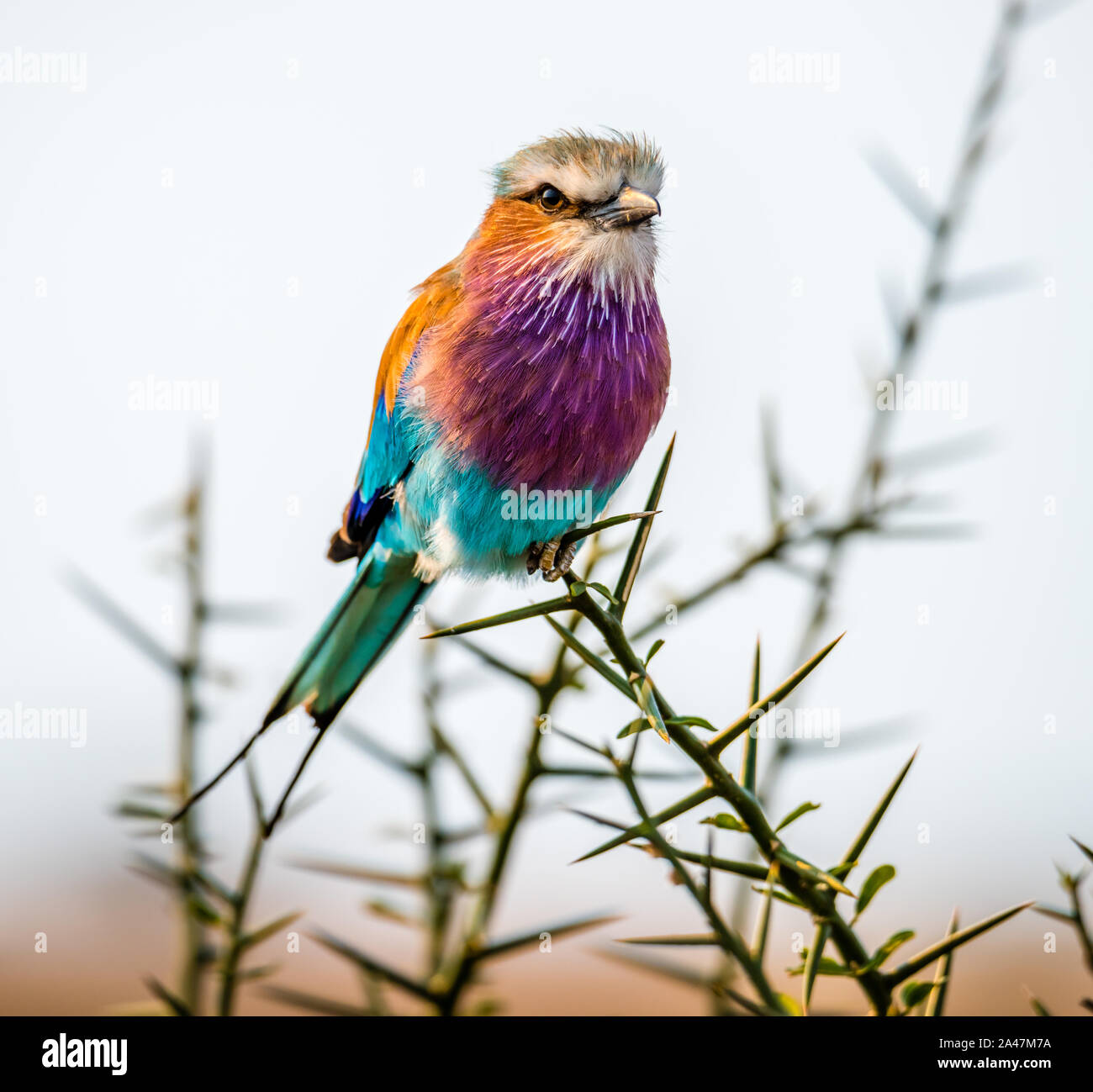 close up capture of a lilac-breasted roller or Coracias caudatus ...