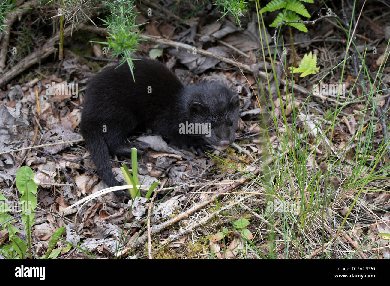 Baby mink (Neovision vision) on roadside verge, Strontian, Morvern ...