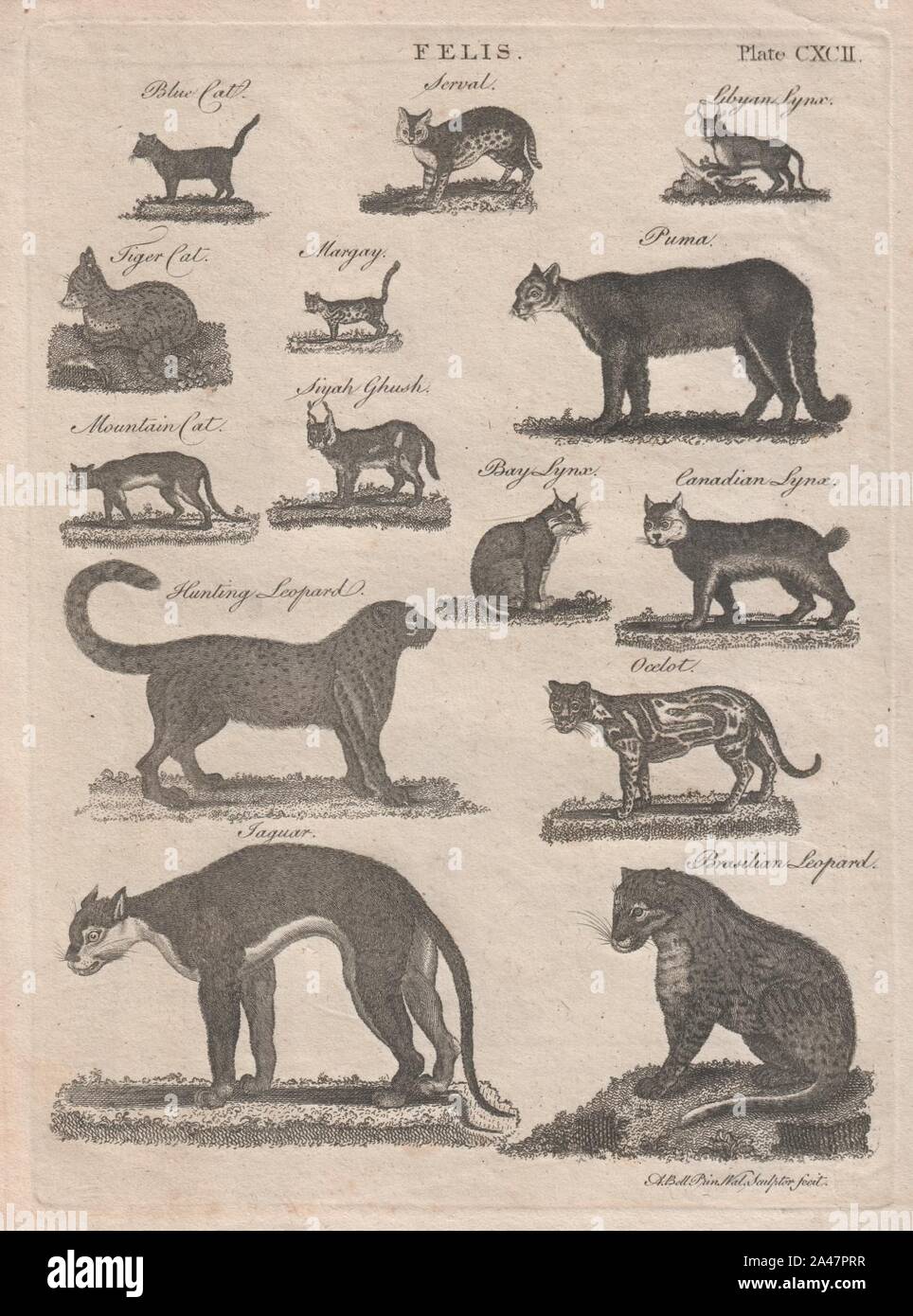 Cats bell hi-res stock photography and images - Alamy