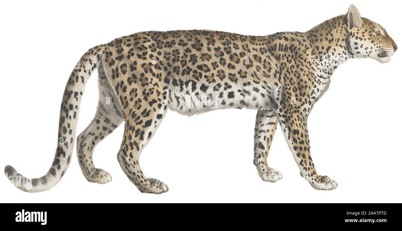 Felis pardus - 1818-1842 - Print - Iconographia Zoologica - (white ...