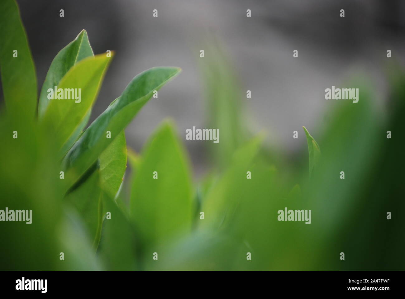 Multiple leaf's with different backgrounds Stock Photo - Alamy