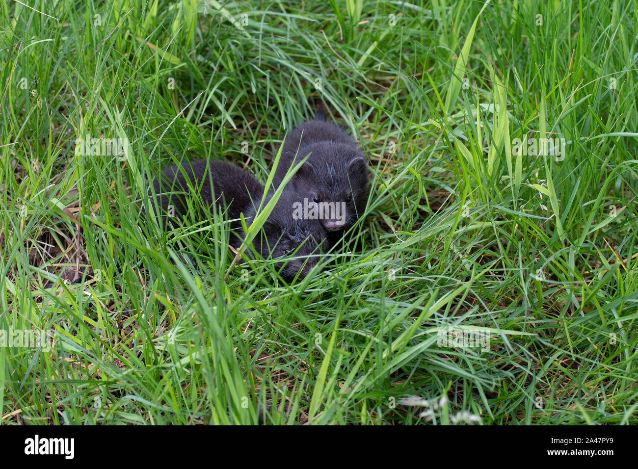 Baby mink (Neovision vision) on roadside verge, Strontian, Morvern ...