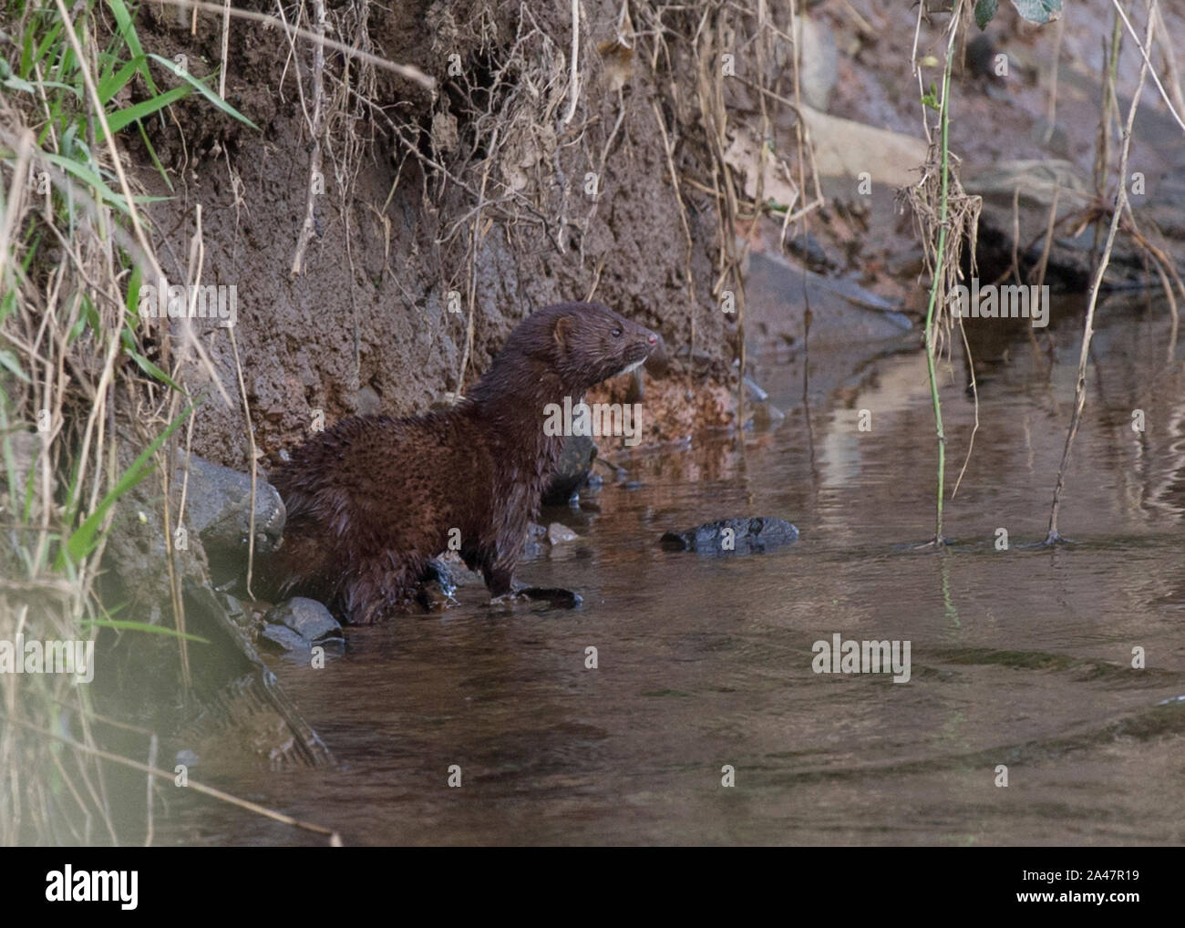 American mink neovision vision hi-res stock photography and images - Alamy