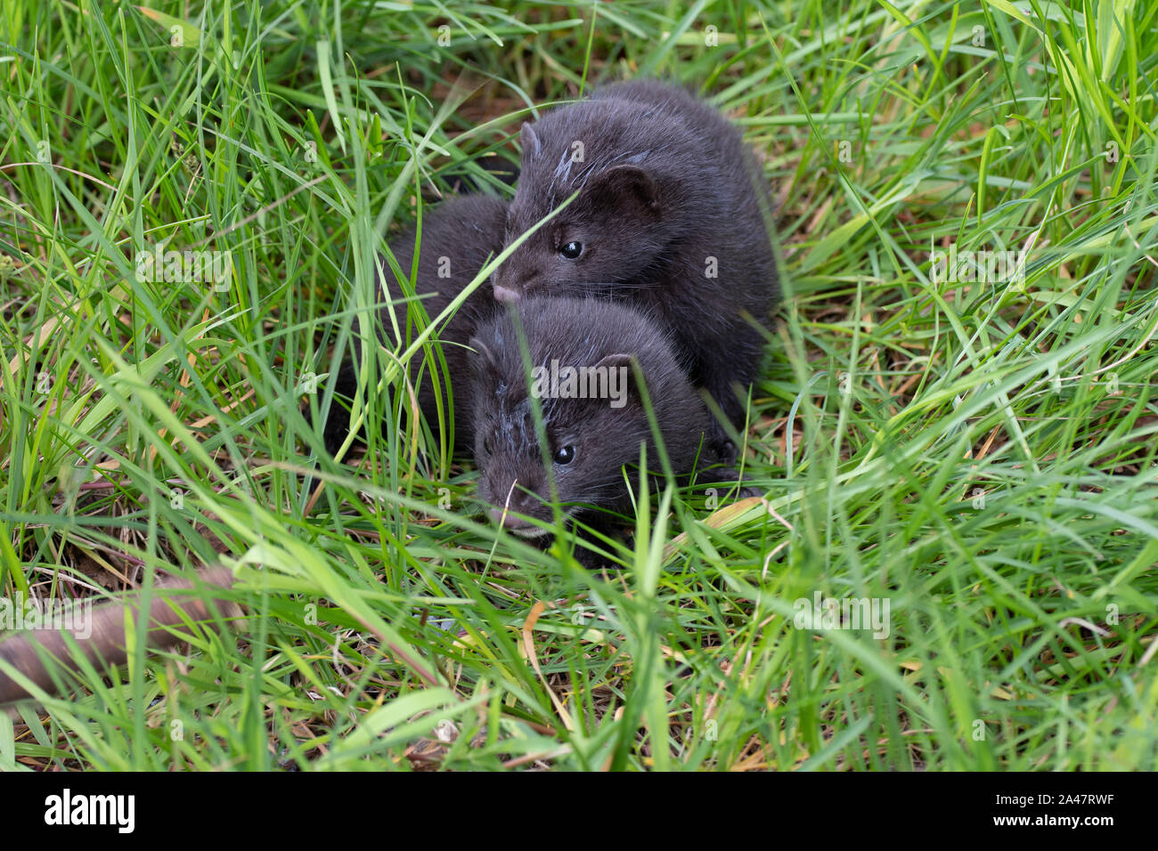 Baby mink (Neovision vision) on roadside verge, Strontian, Morvern ...