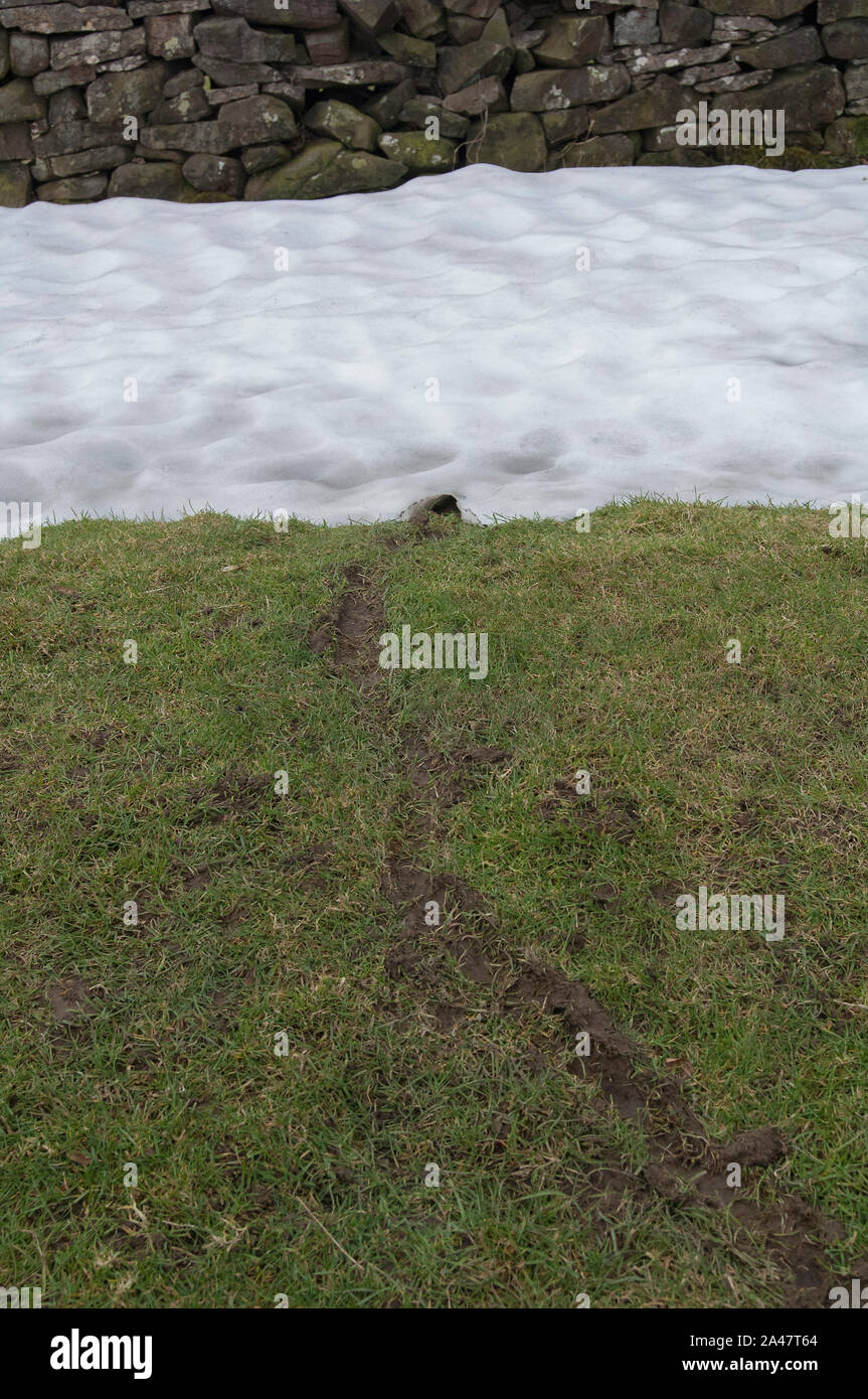 Mole (Talpa europaea) tunnels revealed by melting snow, Fremington Edge ...