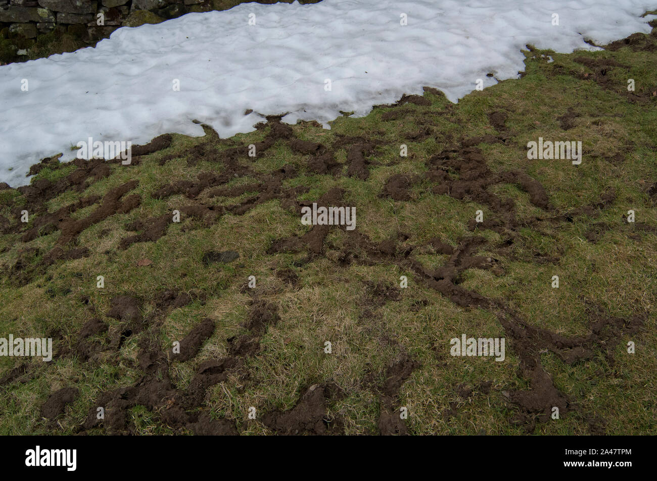 Mole (Talpa europaea) tunnels revealed by melting snow, Fremington Edge ...