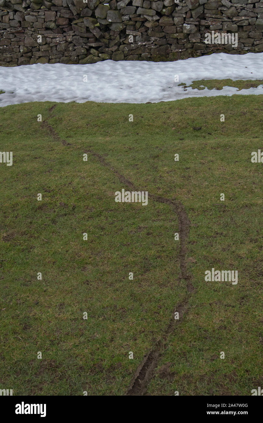 Mole (Talpa europaea) tunnels revealed by melting snow, Fremington Edge ...