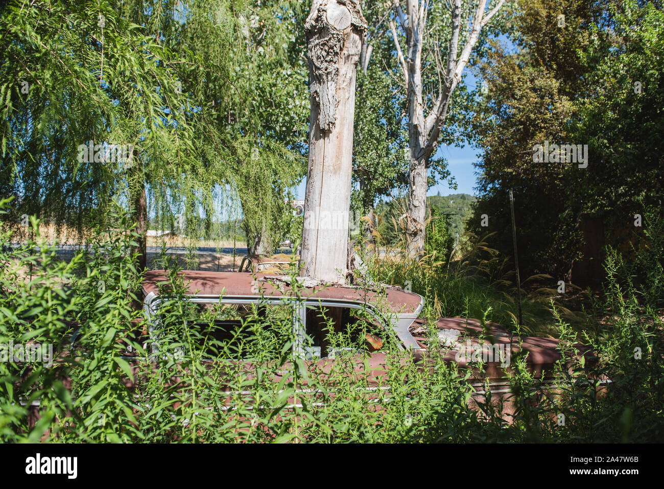 Tree growing out old car hi-res stock photography and images - Alamy