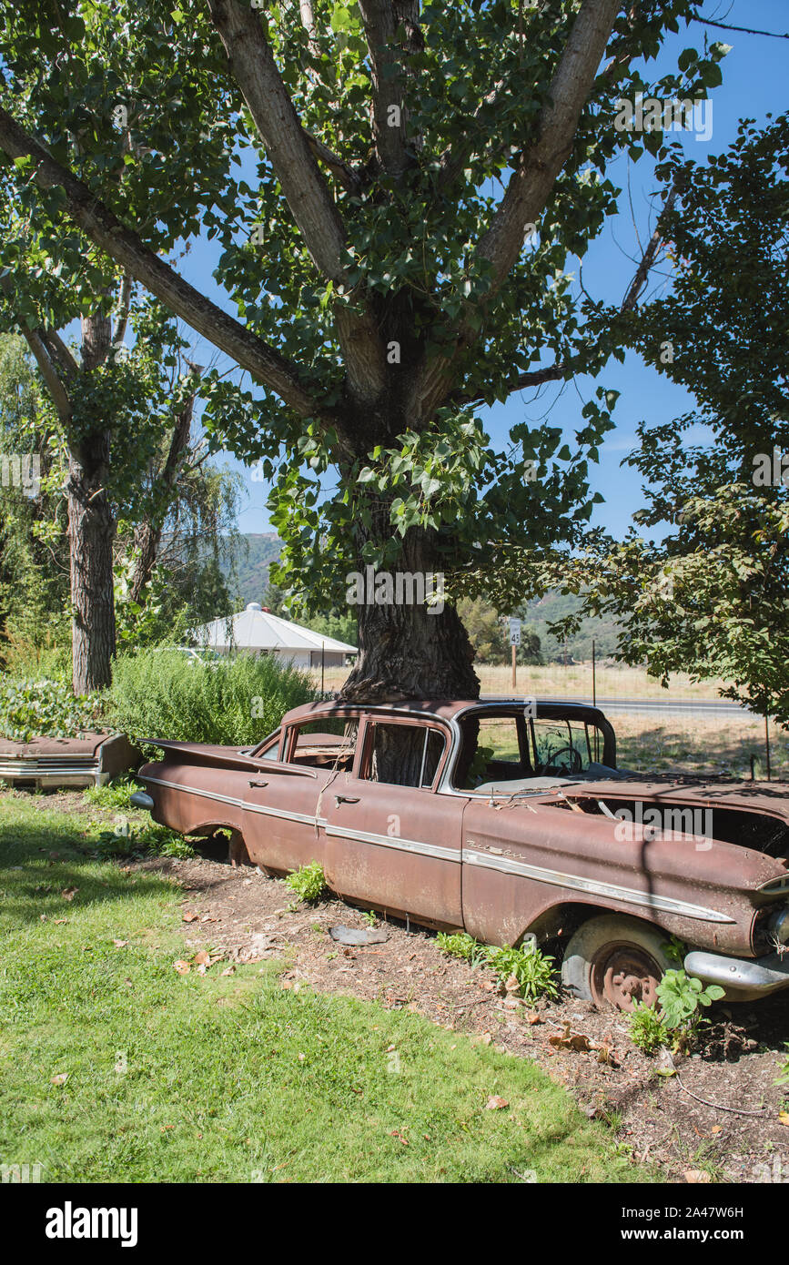 Tree and Ivy growing out of a car Stock Photo - Alamy