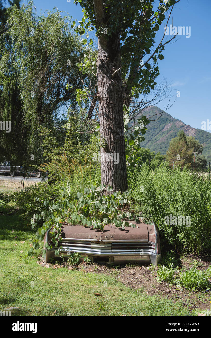 Tree and Ivy growing out of a car Stock Photo - Alamy