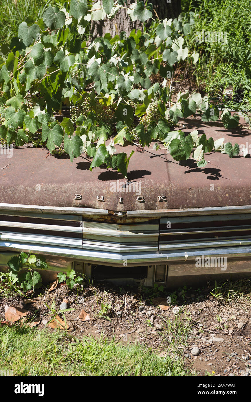 Tree and Ivy growing out of a car Stock Photo - Alamy