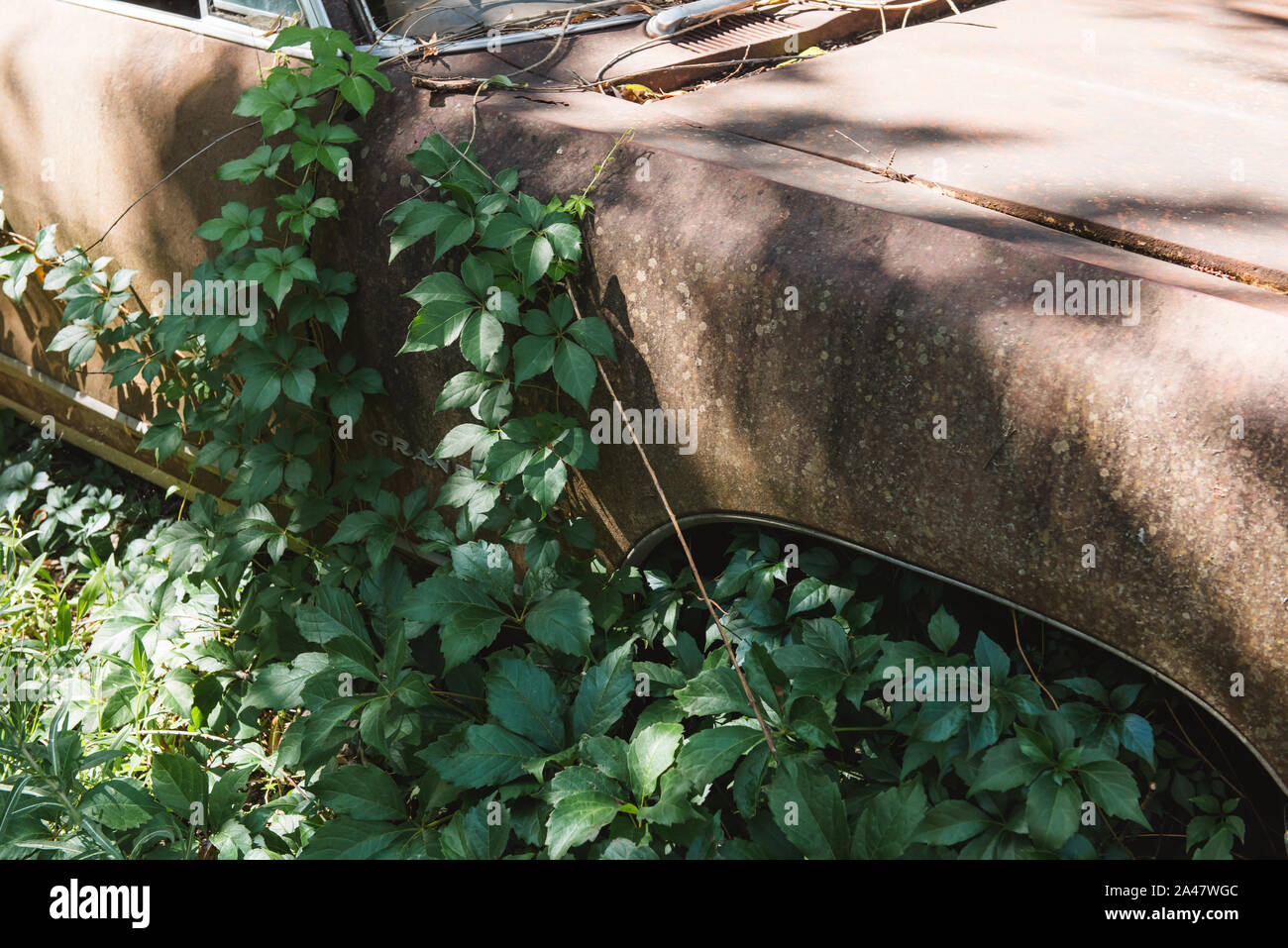 Tree and Ivy growing out of a car Stock Photo - Alamy