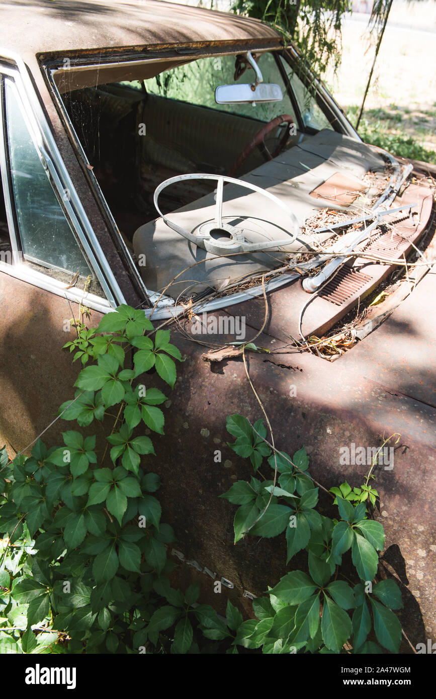 Tree and Ivy growing out of a car Stock Photo - Alamy