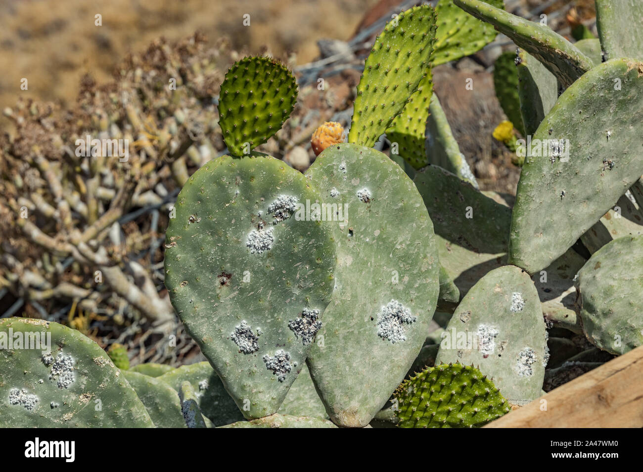 Mexico prickly pear cactus hi-res stock photography and images - Alamy