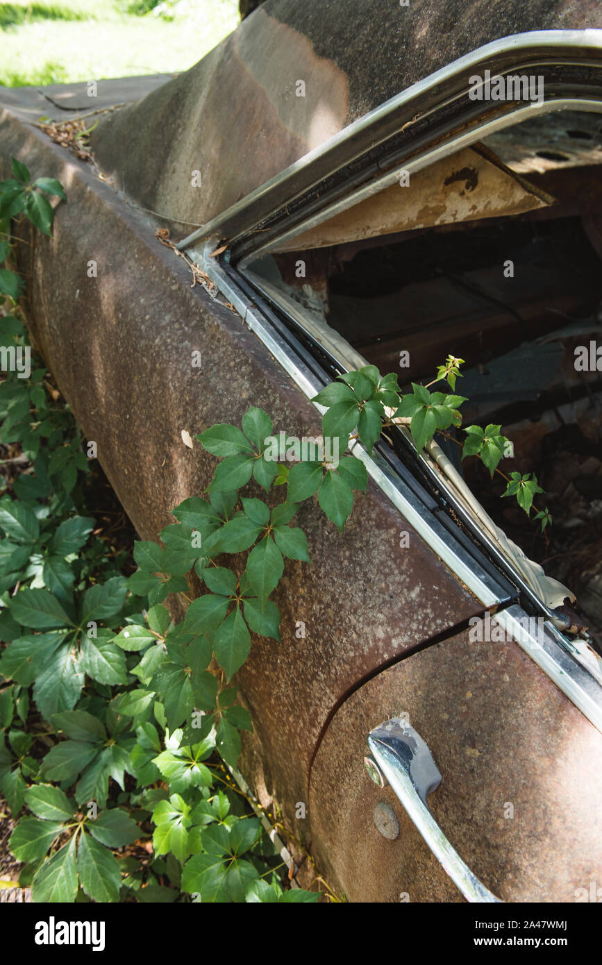 Tree and Ivy growing out of a car Stock Photo - Alamy
