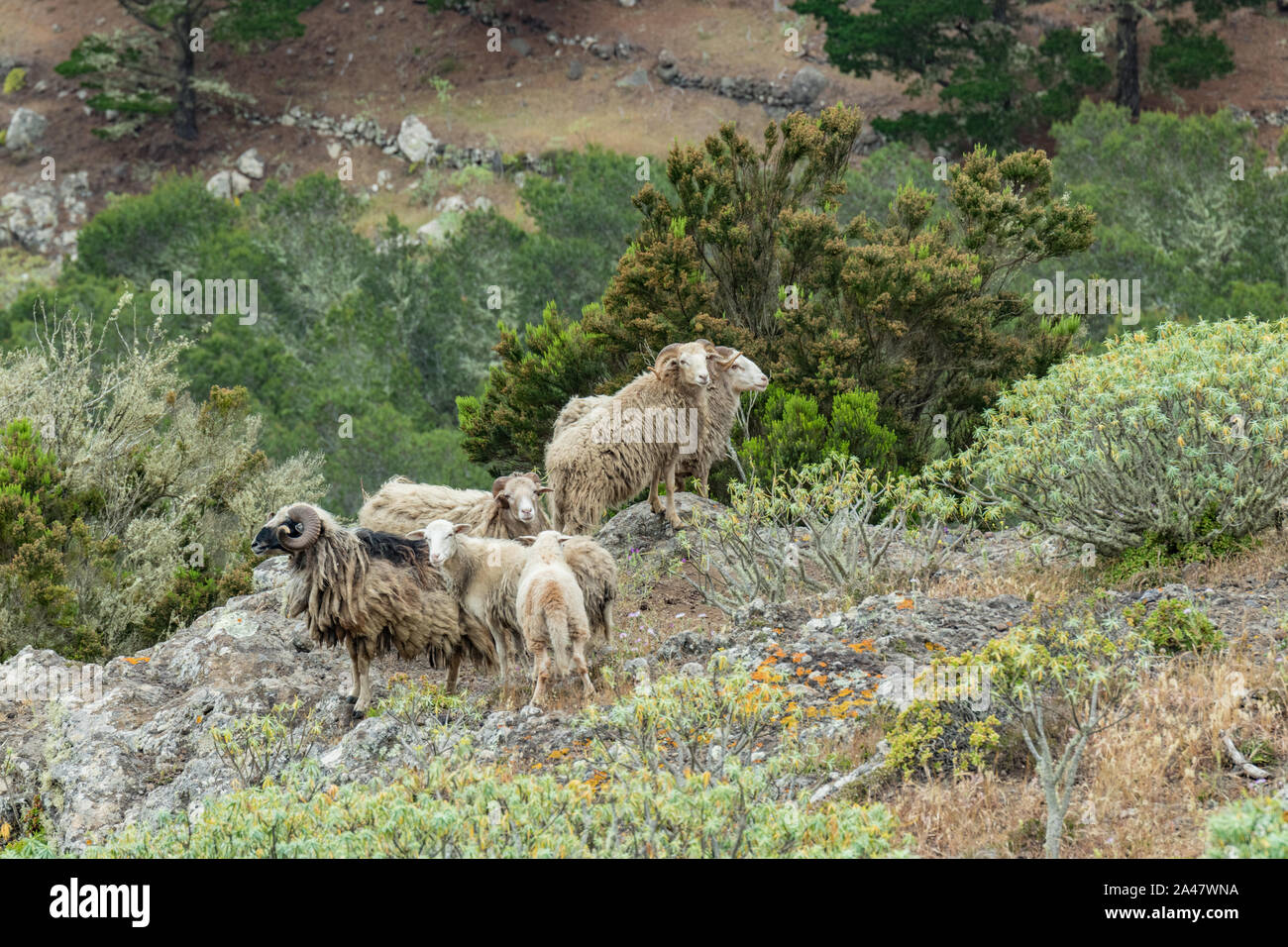 Sheep grazing on steep slope hi-res stock photography and images - Alamy